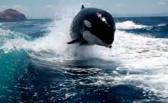 Orcas In Captivity on emaze