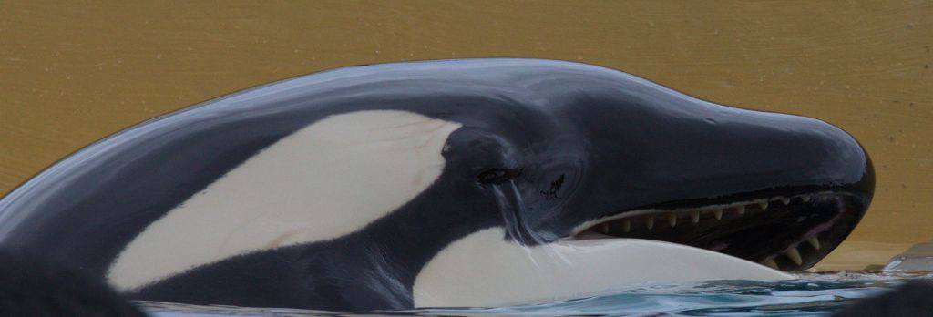 Orcas In Captivity on emaze