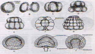La morfogénesis y la diferenciación on emaze