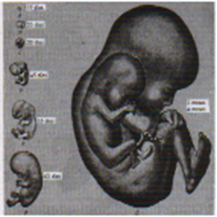 La morfogénesis y la diferenciación on emaze