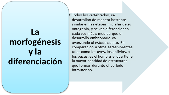 La morfogénesis y la diferenciación on emaze