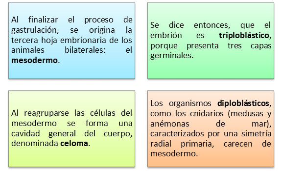 La morfogénesis y la diferenciación on emaze