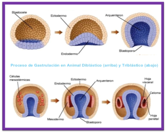 La morfogénesis y la diferenciación on emaze