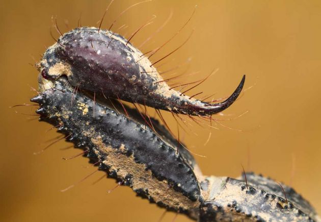 LOS artropodos 2 on emaze