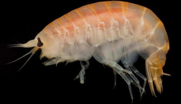 LOS artropodos 2 on emaze