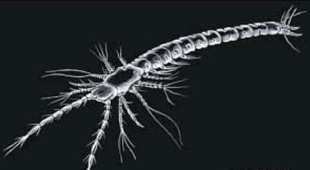 LOS artropodos 2 on emaze