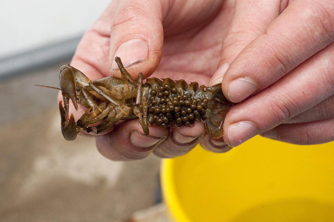 LOS artropodos 2 on emaze