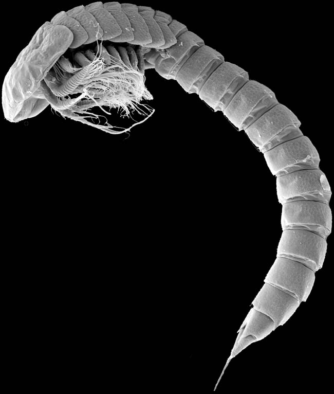 LOS artropodos 2 at emaze Presentation