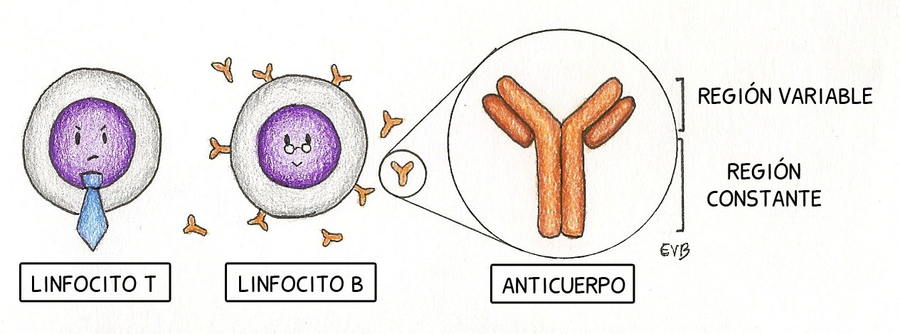 ANTIBIÓTICOS OCULARES on emaze