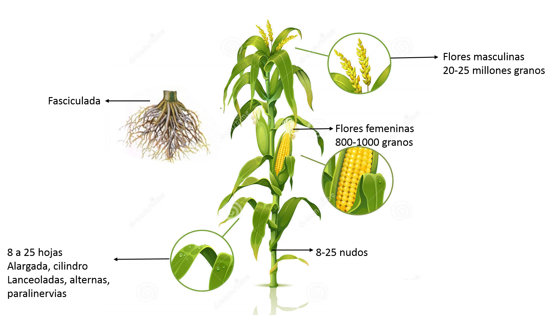 Maiz (Zeas mays)Luis on emaze