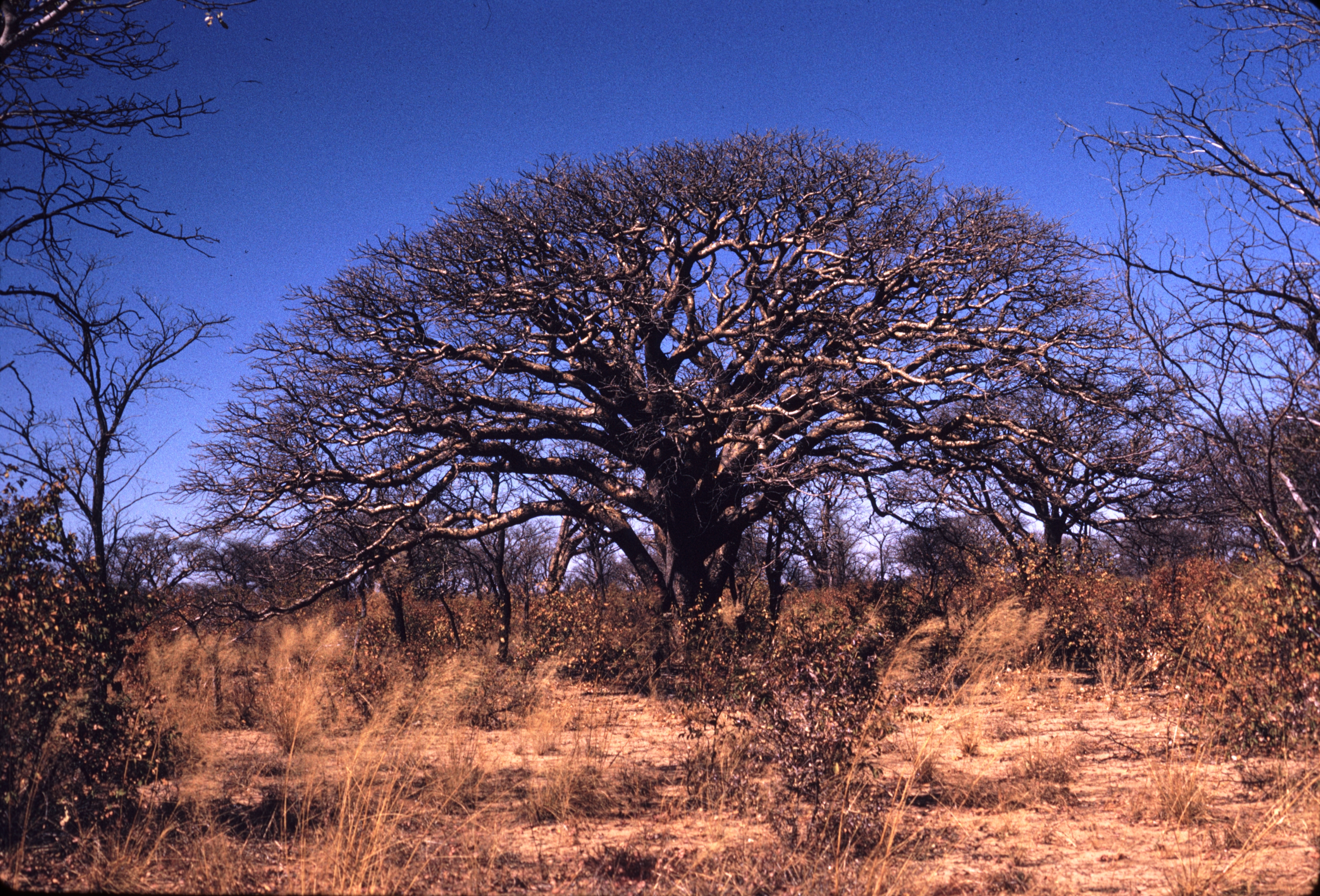 Presentation Name on emaze