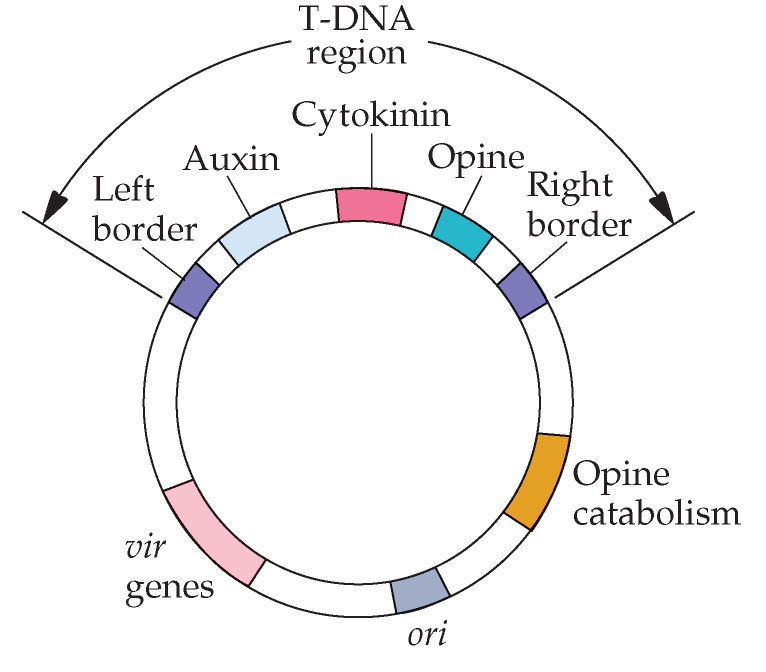 GENETIC ENGINEERING IN PLANTS.pptx on emaze