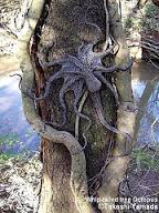 Pacific Northwest Tree Octopus Habitat