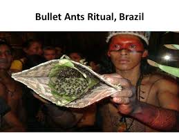 bullet ant at emaze Presentation