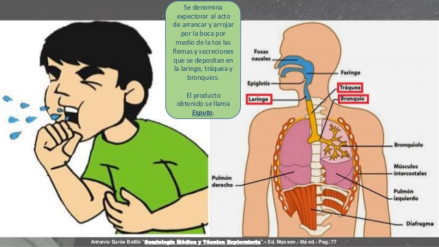 Eltórax y los PULMONES on emaze