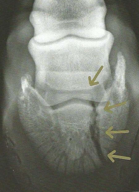 Radiología Y Venografia del casco equino on emaze