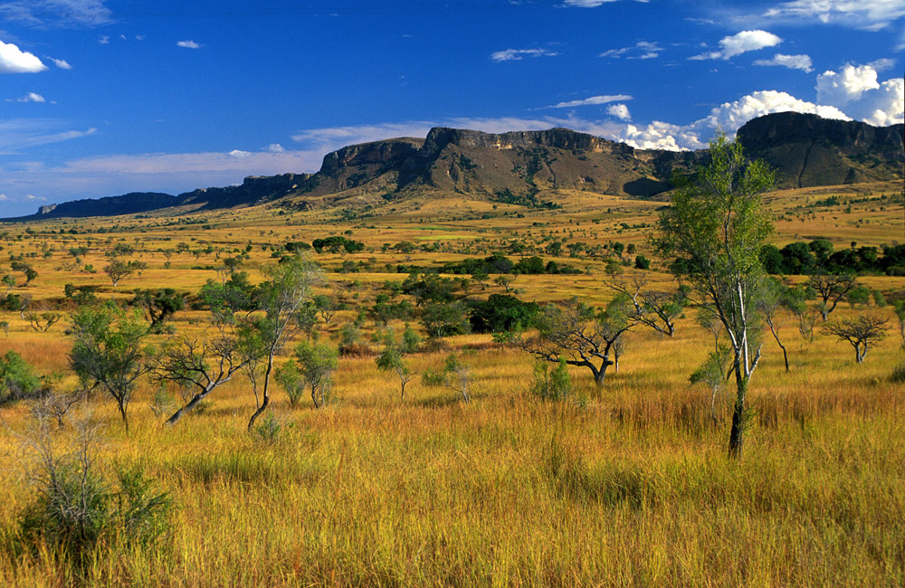 Savane on emaze