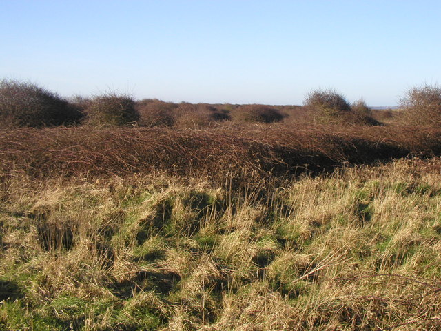 Natural Vegetation at emaze Presentation