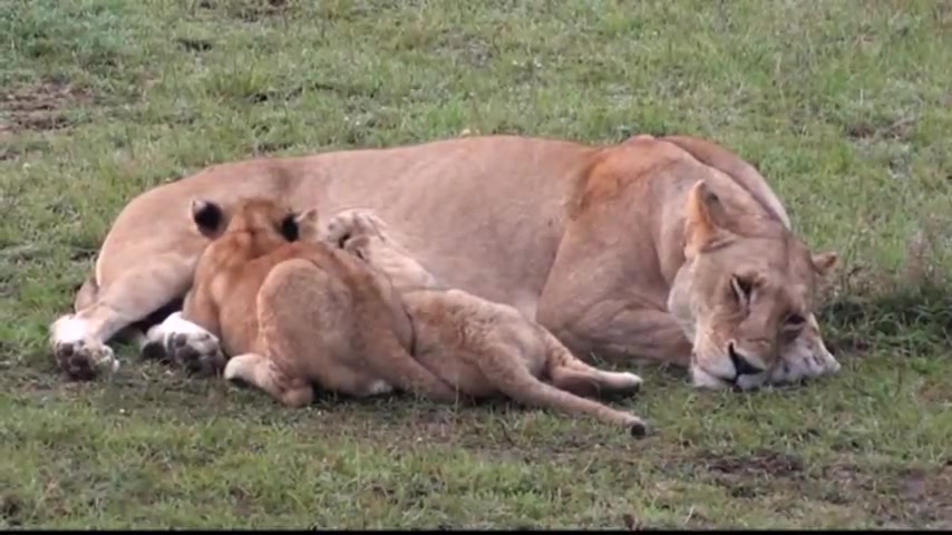 Mamifere at emaze Presentation