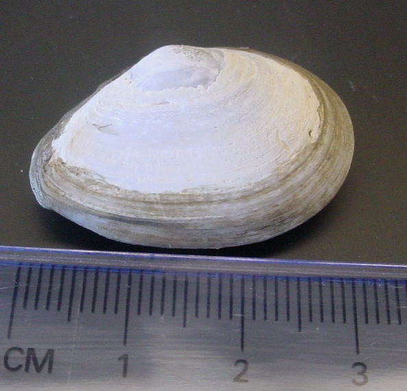 Macoma Clams at emaze Presentation