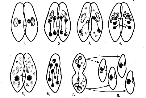 Jednobunkovce on emaze