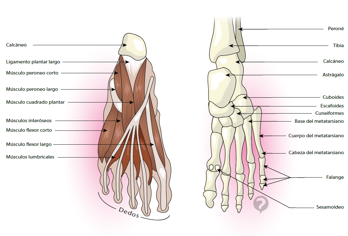 ANATOMIA RADIOLOGICA at emaze Presentation