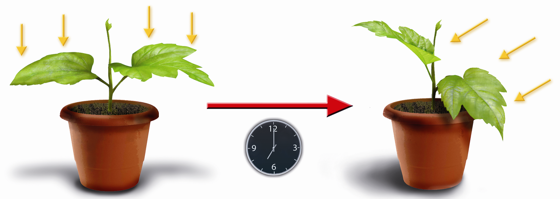 las funciones vitales de las plantas on emaze