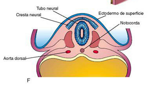 el sistema nervioso on emaze