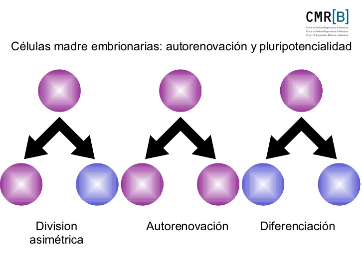 Células Madre on emaze