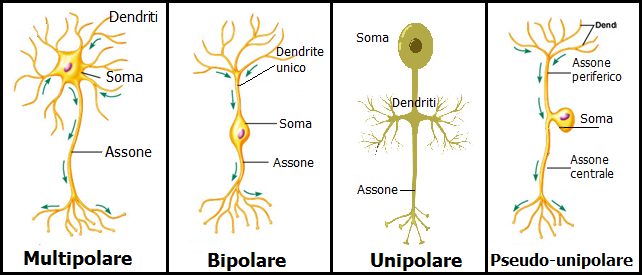 Il sistema nervoso copy1 on emaze