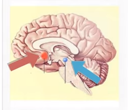 The effects of Sugar on the brain at emaze Presentation