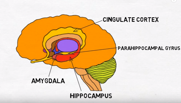 The Brain at emaze Presentation