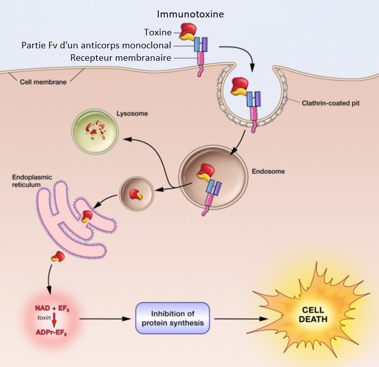 Immunotoxines et traitement du cancer on emaze