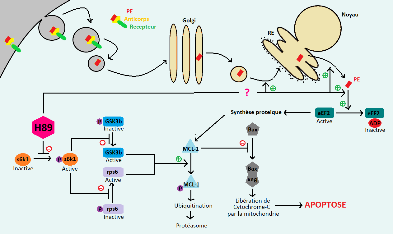 Immunotoxines et traitement du cancer on emaze