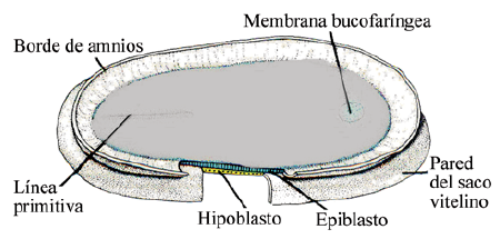 Embriología. presomitico on emaze