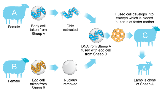 Dolly The Cloned Sheep Diagram