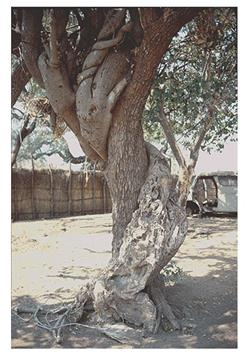 Symbols in Ndembu Ritual on emaze