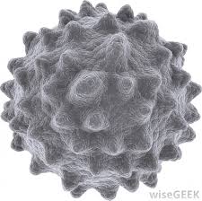 Types of cells at emaze Presentation