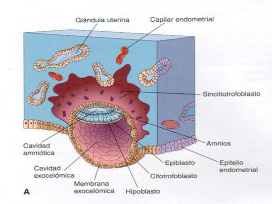 2a semana del desarrollo at emaze Presentation