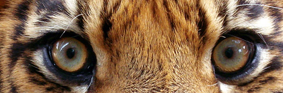 Tigers at emaze Presentation