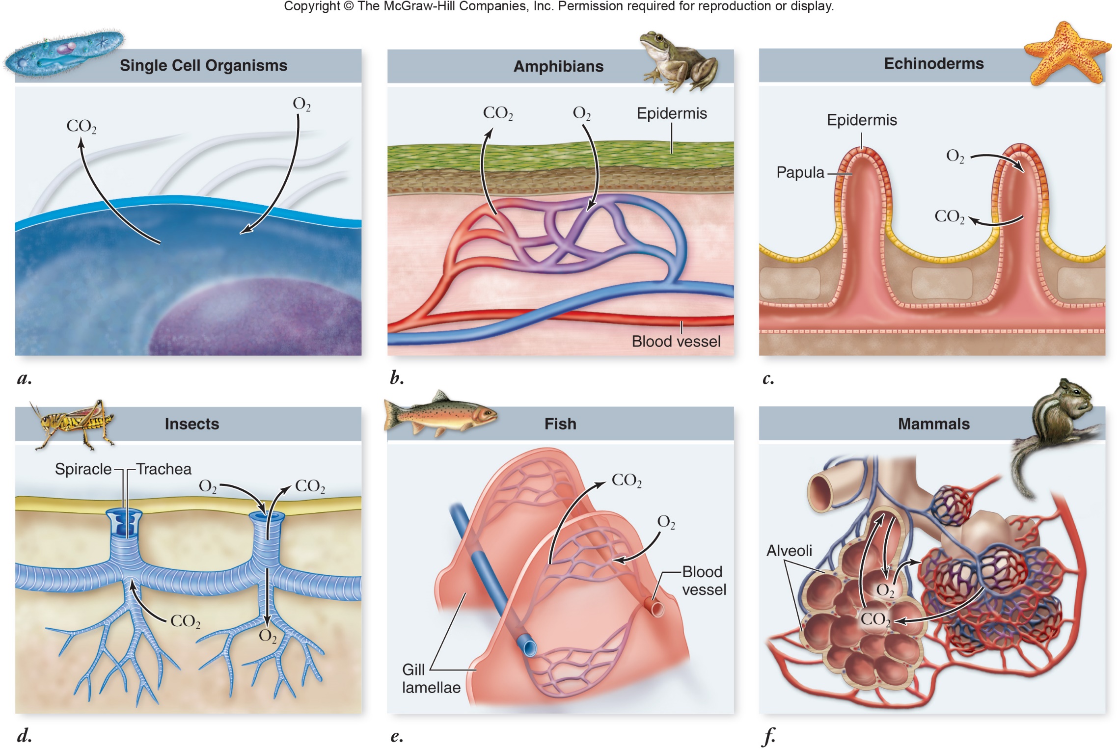6_4_Intercambio de gases.pptx at emaze Presentation