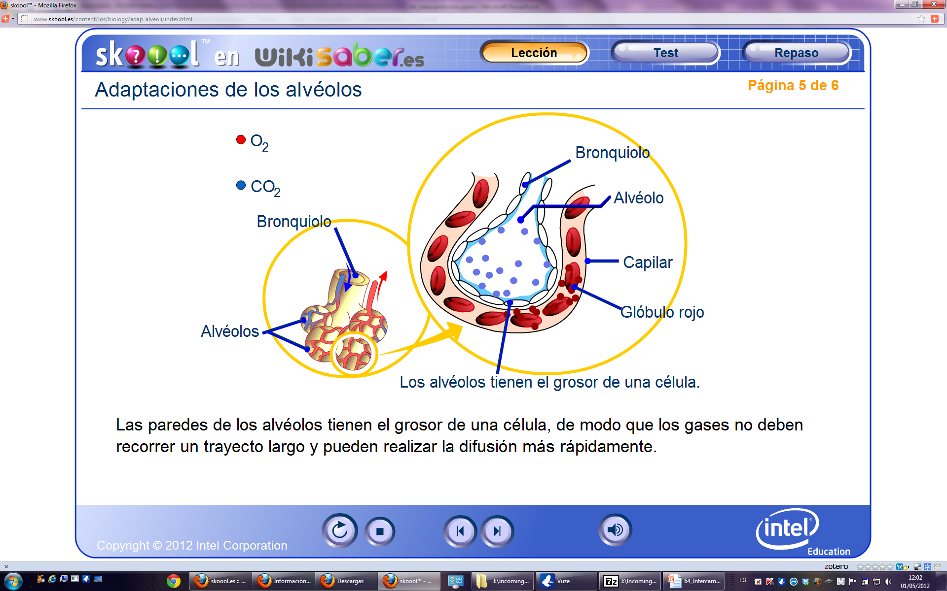 6_4_Intercambio de gases.pptx on emaze