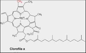 ESTRUCTURA Y FUNCIONDE LA CLOROFILA on emaze
