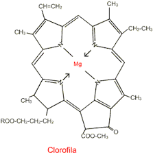 ESTRUCTURA Y FUNCIONDE LA CLOROFILA on emaze