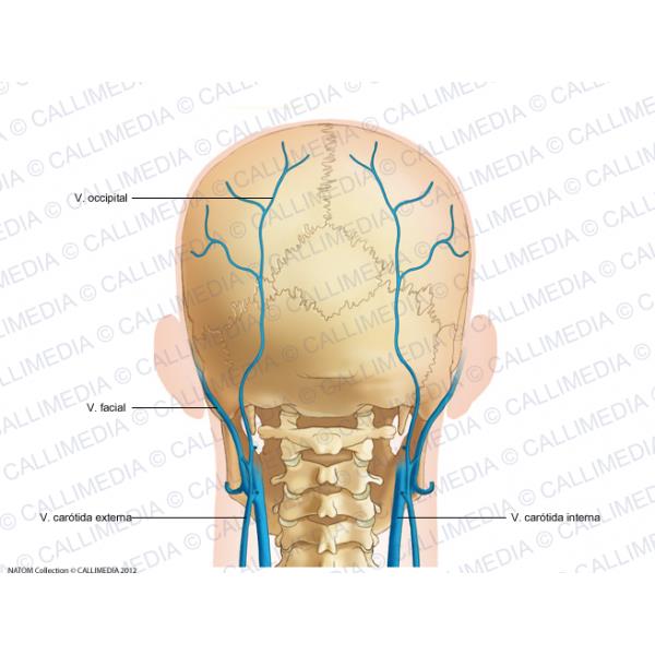 Presentation Name on emaze