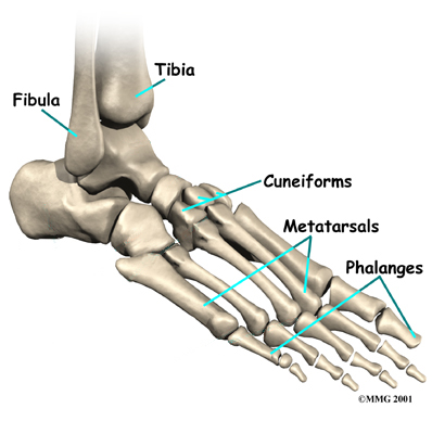 Phalanges on emaze