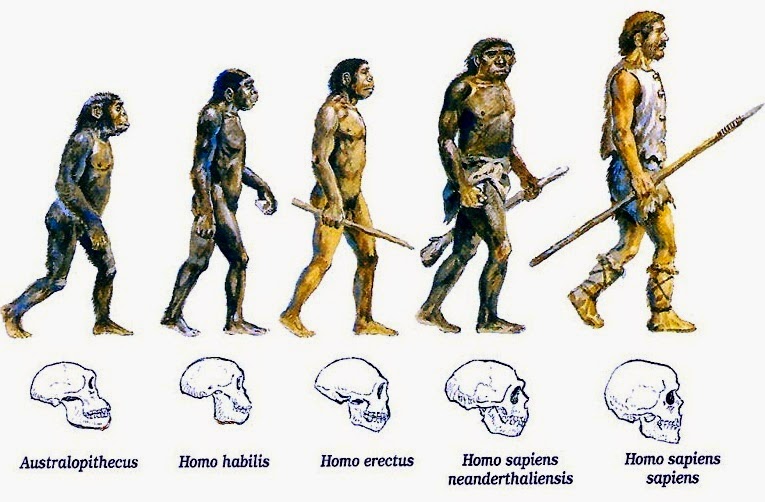 La evolución. on emaze