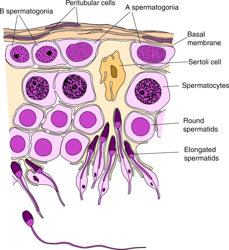 Espermatogenesis.pptx at emaze Presentation