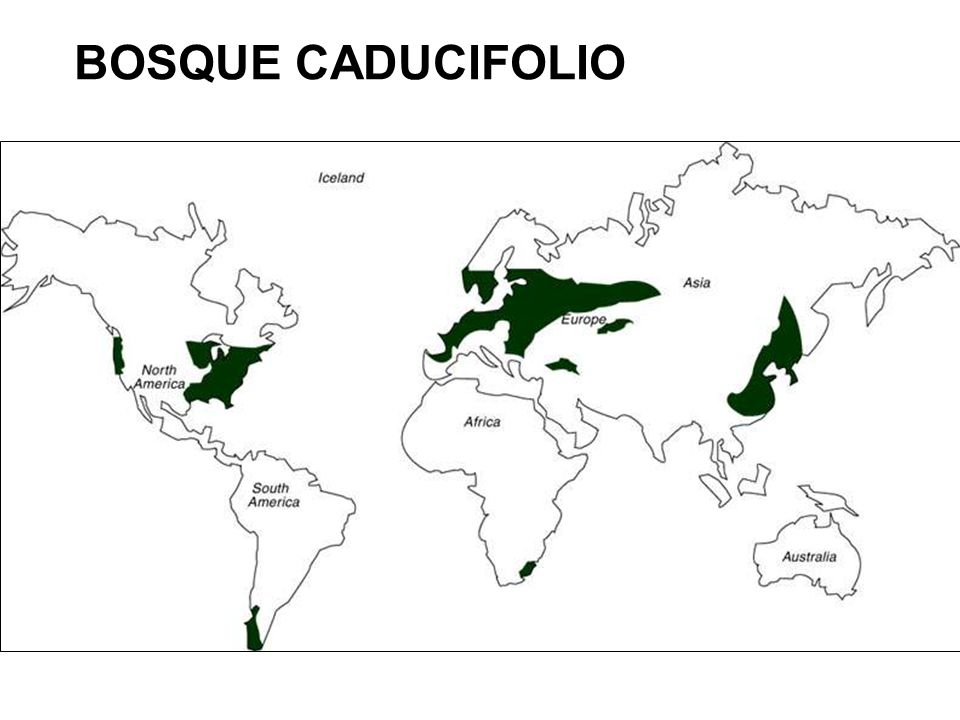 BOSQUE on emaze