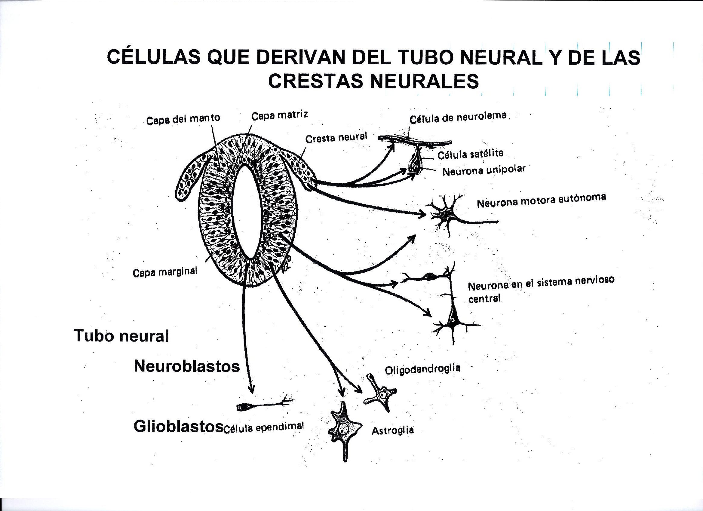 ontogeniadelsistemanervioso-120517012413-phpapp01.pptx on emaze